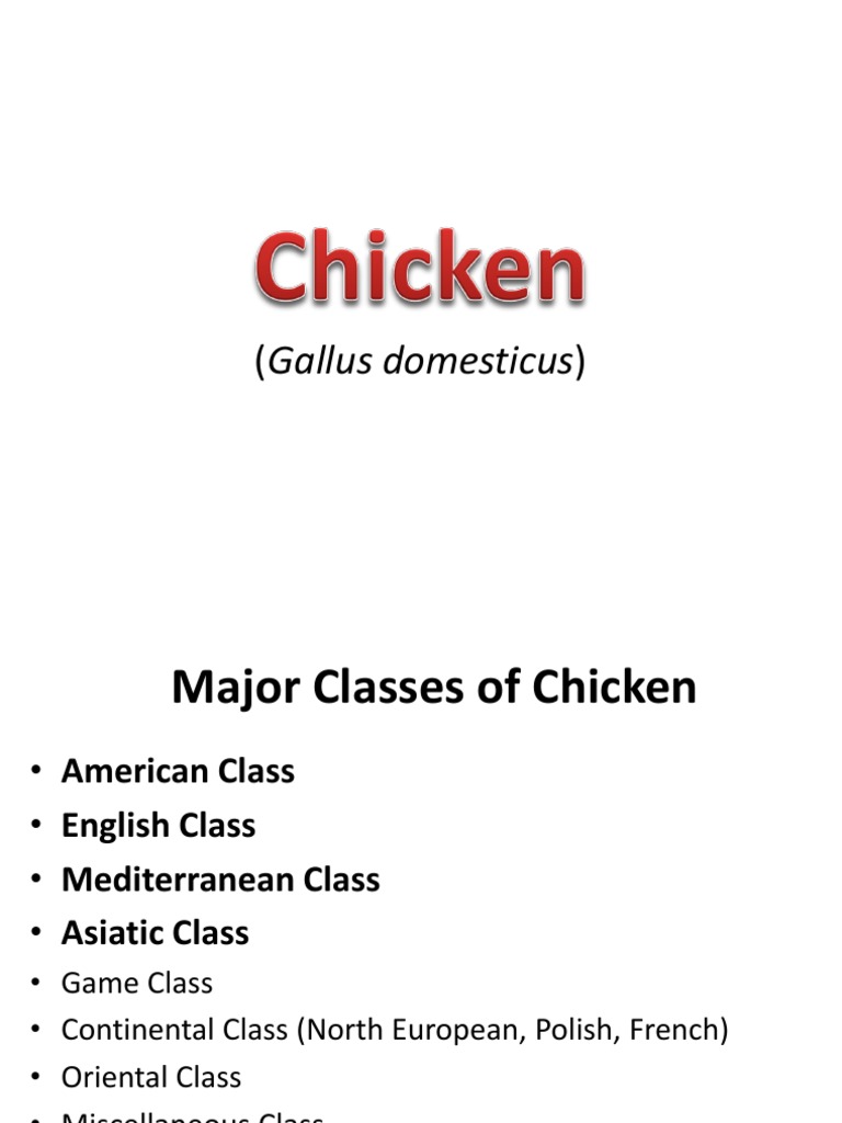 Chicken Breeds | PDF | Chicken | Breeds
