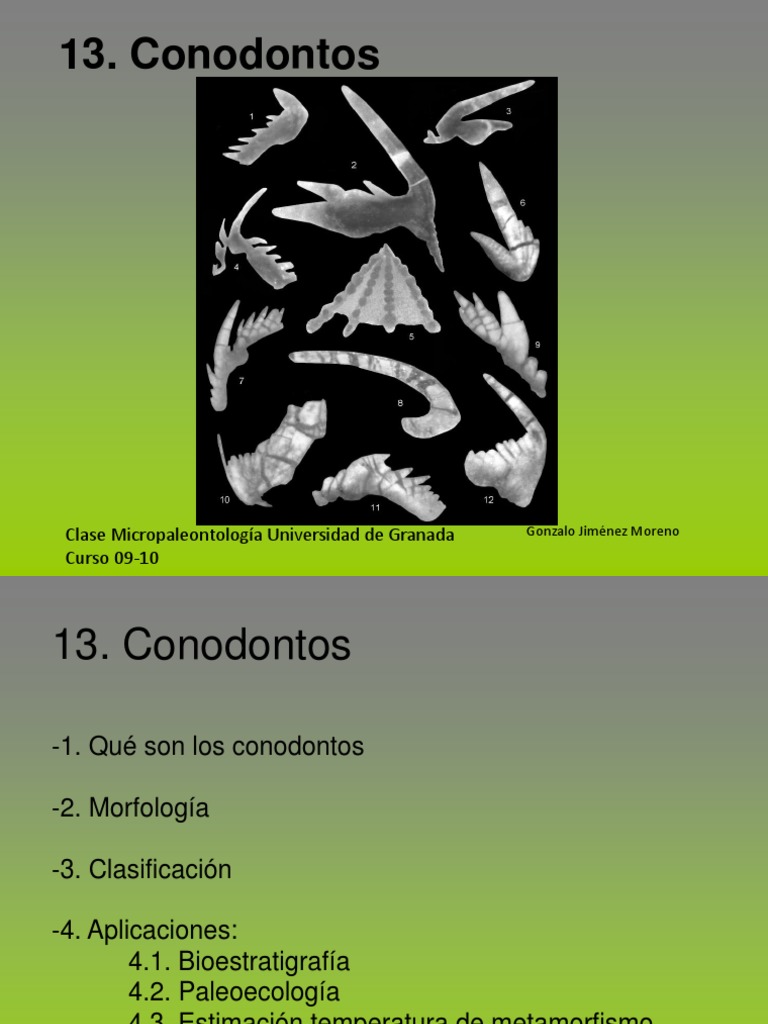 14 Conodontos | PDF | Fósil | Diente