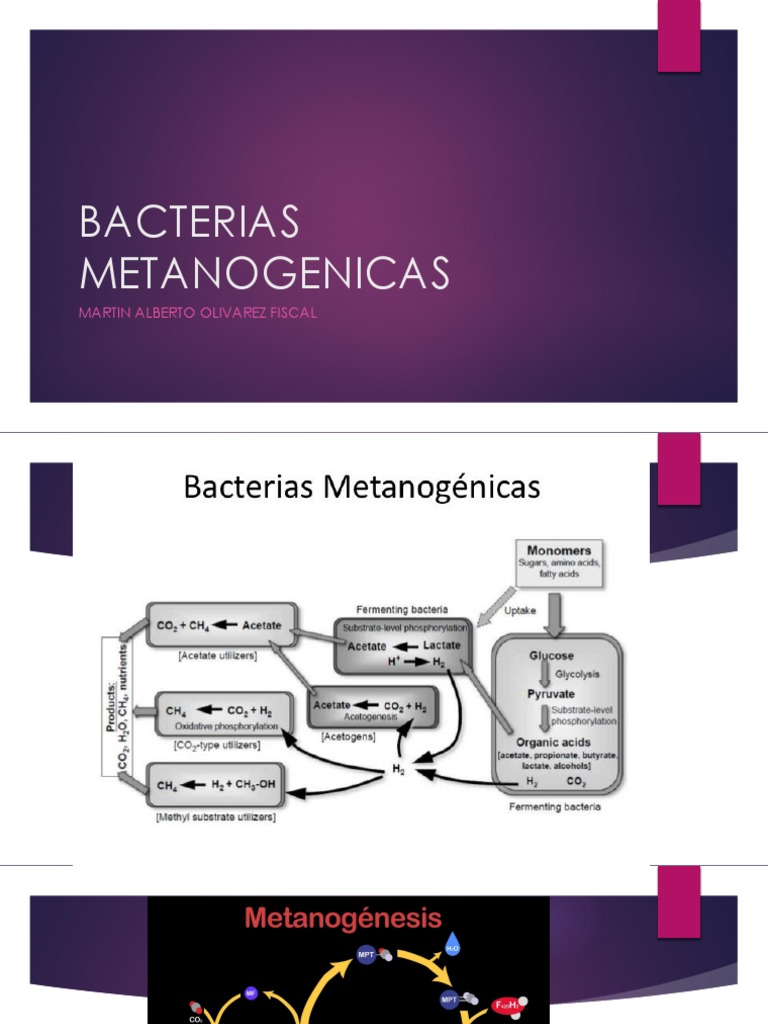 Bacterias Metanogenicas Pdf
