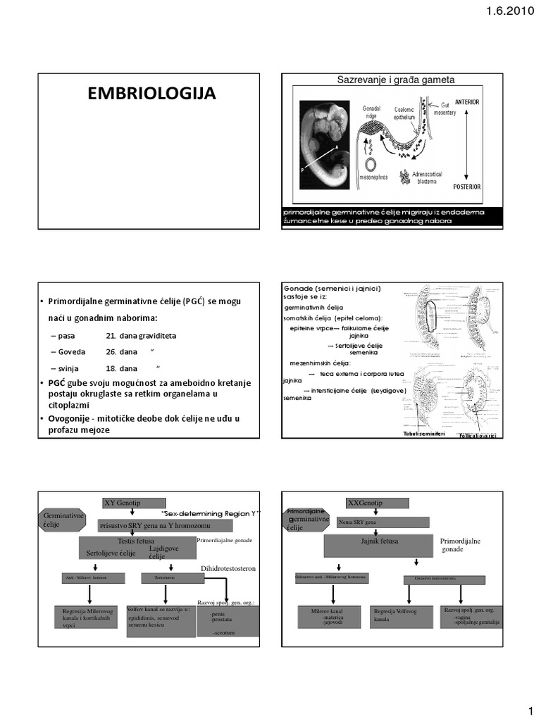 Embriologija 2010 PDF | PDF