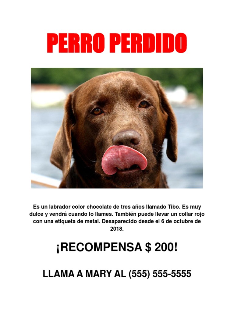 Plantilla de Cartel de Perro Perdido 01 | PDF