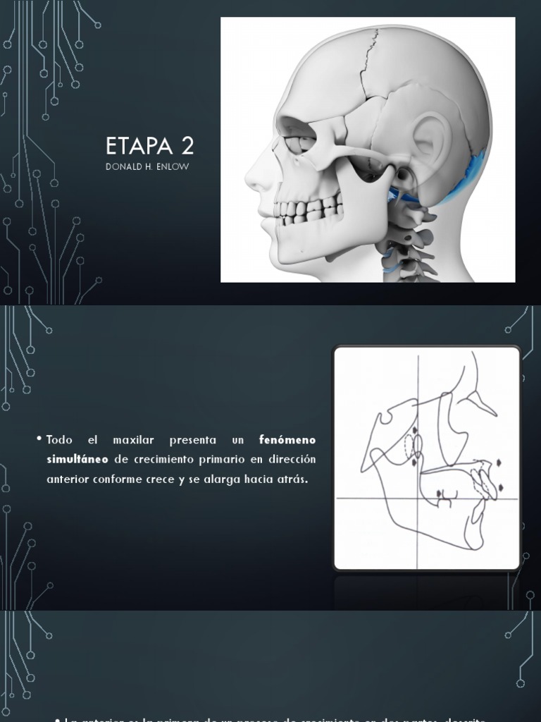 ENLOW-Estadío 2 | PDF