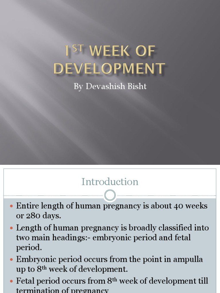 1st Week of Development | PDF | Implantation (Human Embryo) | Uterus
