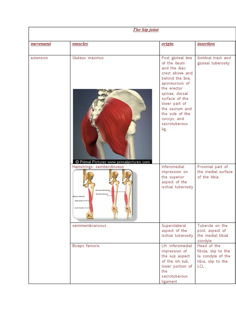 Anatomy of the Hip Joint: Muscles Involved in Movement, Their Origins ...