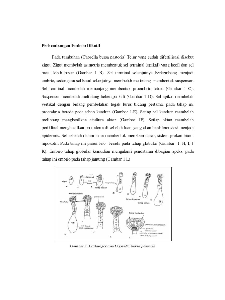 Anatomi Tumbuhan (Perkembangan Embrio Dikotil) | PDF