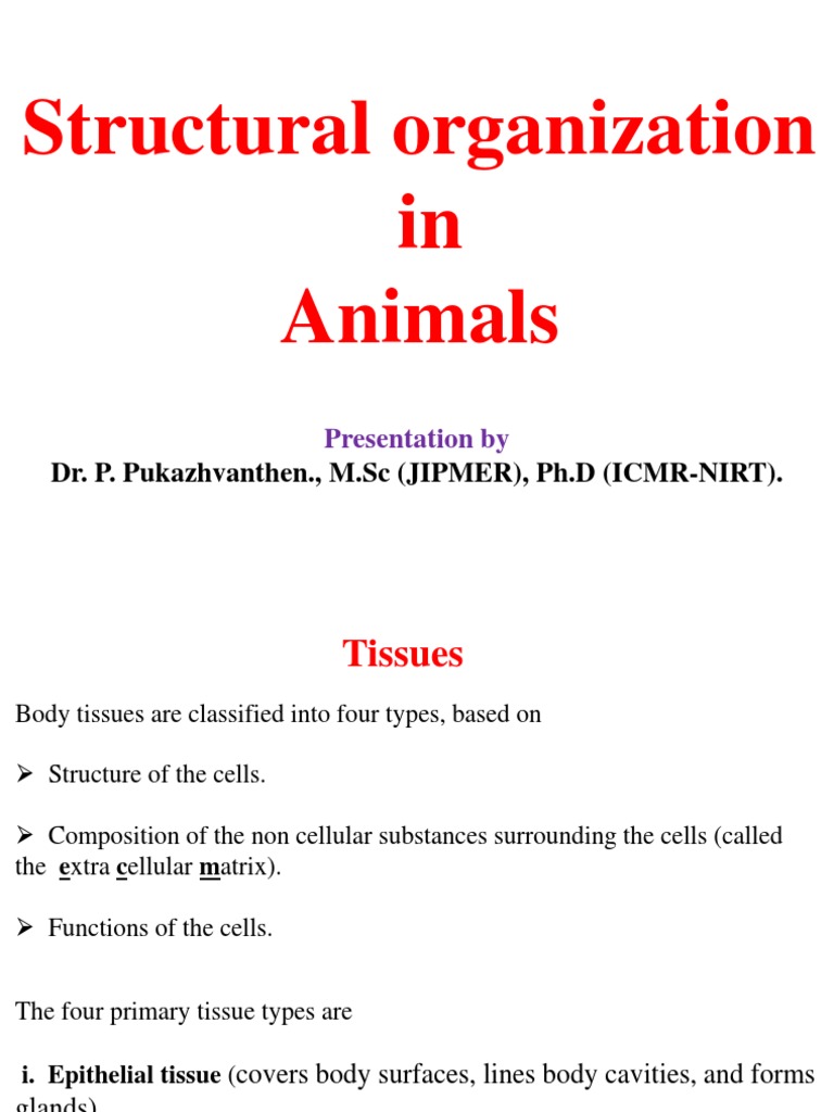 Structural Organisation in Animals | PDF | Epithelium | Connective Tissue