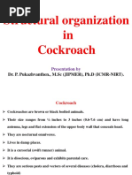 Cockroach Ncert | PDF