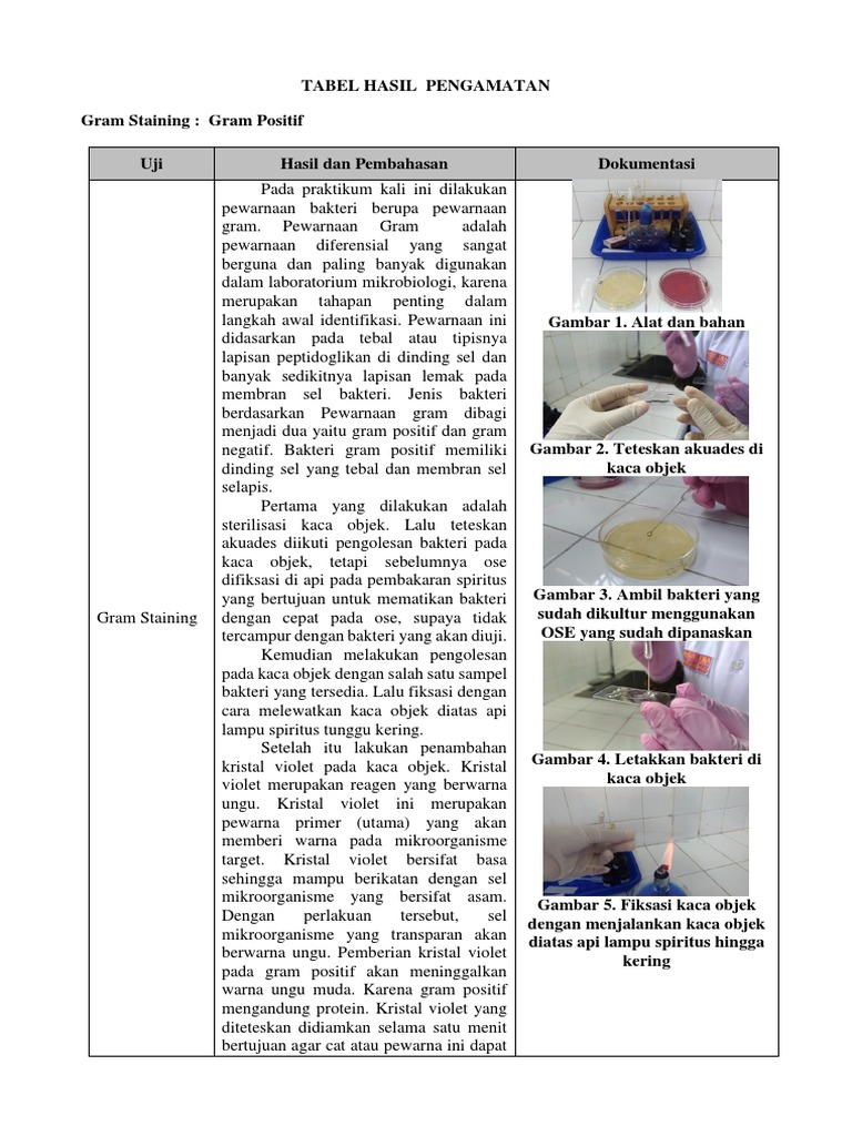 Laporan Mikrobiologi Gram Staining Bakteri - KLP 3 - Ikhwan | PDF
