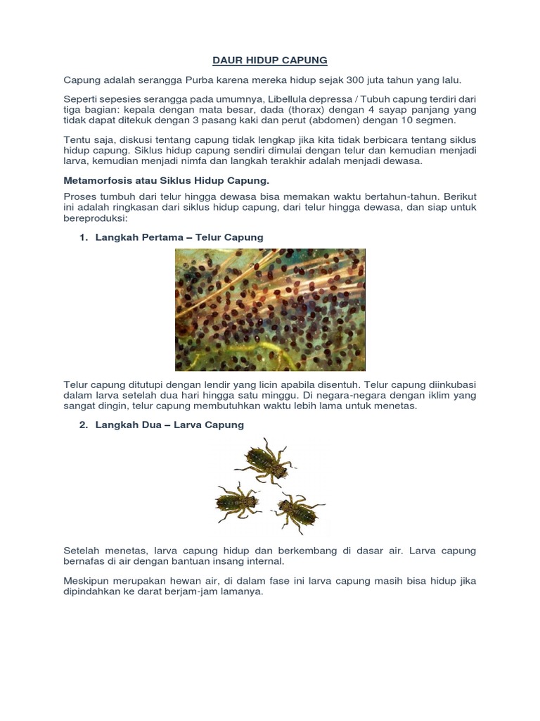 Daur Hidup Capung: Dari Telur Hingga Dewasa | PDF | Sains & Matematika