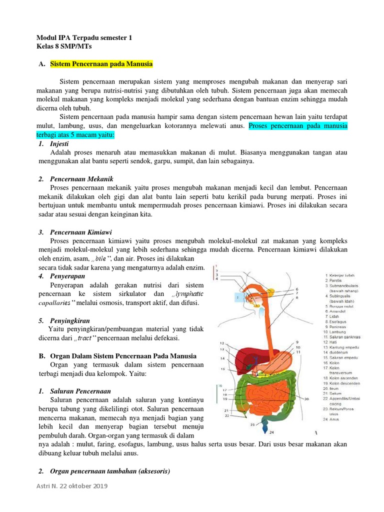Modul IPA Kls 8 Sistem Pencernaan | PDF