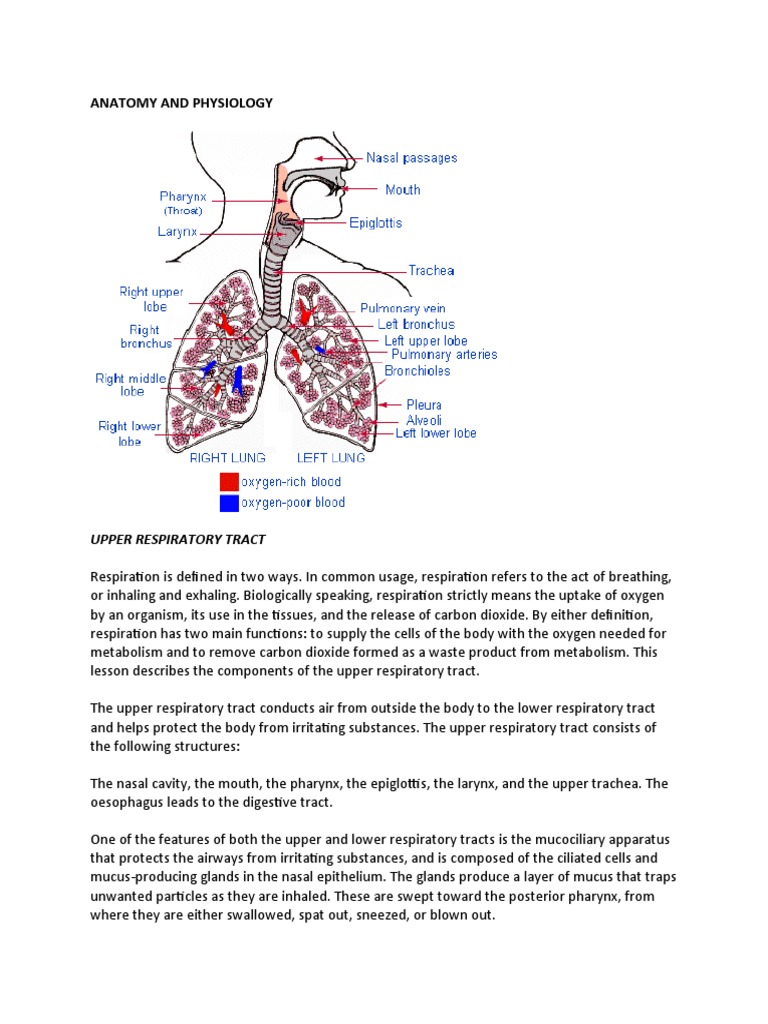 Anatomy and Physiology | PDF | Respiratory Tract | Lung