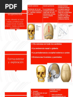Region Superciliar ANATOMIA 2 FOLP | PDF | Anatomía humana | Cabeza y ...