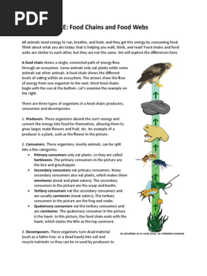 Food Chain Food Web Project
