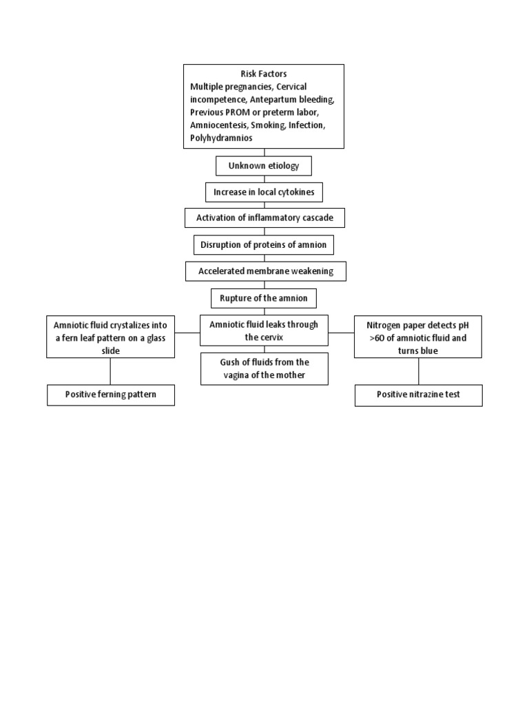 PROM Pathophysiology | PDF
