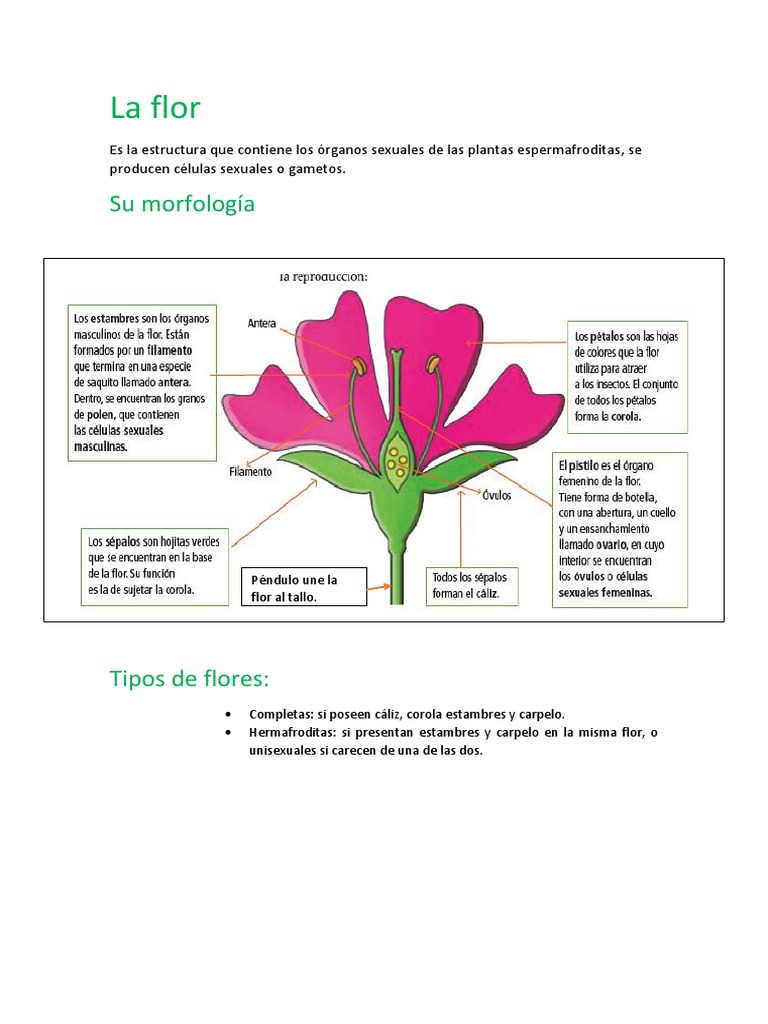 Estructura y tipos de flores | PDF | Ciencia y matemáticas