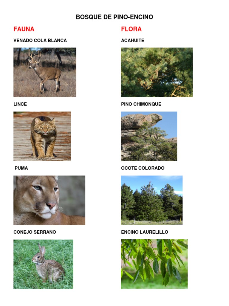 Bosque de Pino Encino Flora y Fauna | PDF