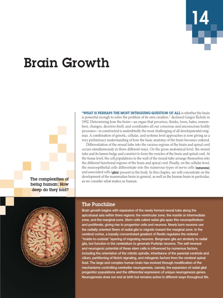 Embriology Hewan - Michael - J. - F. - Barresi - Scott - F. - Gilbert ...