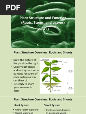 Plant Structure And Function