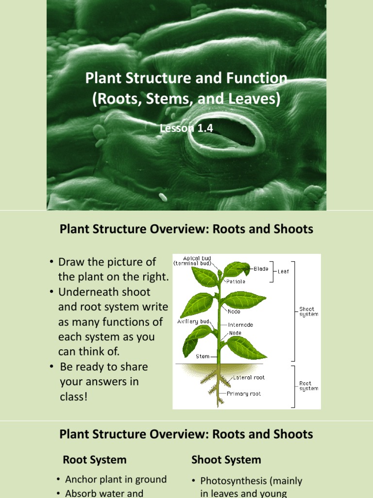 1.4 Plant Structure and Functions | PDF | Stoma | Leaf