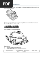 Worksheet Grade 8 Gas Exchange | PDF | Lung | Respiratory System