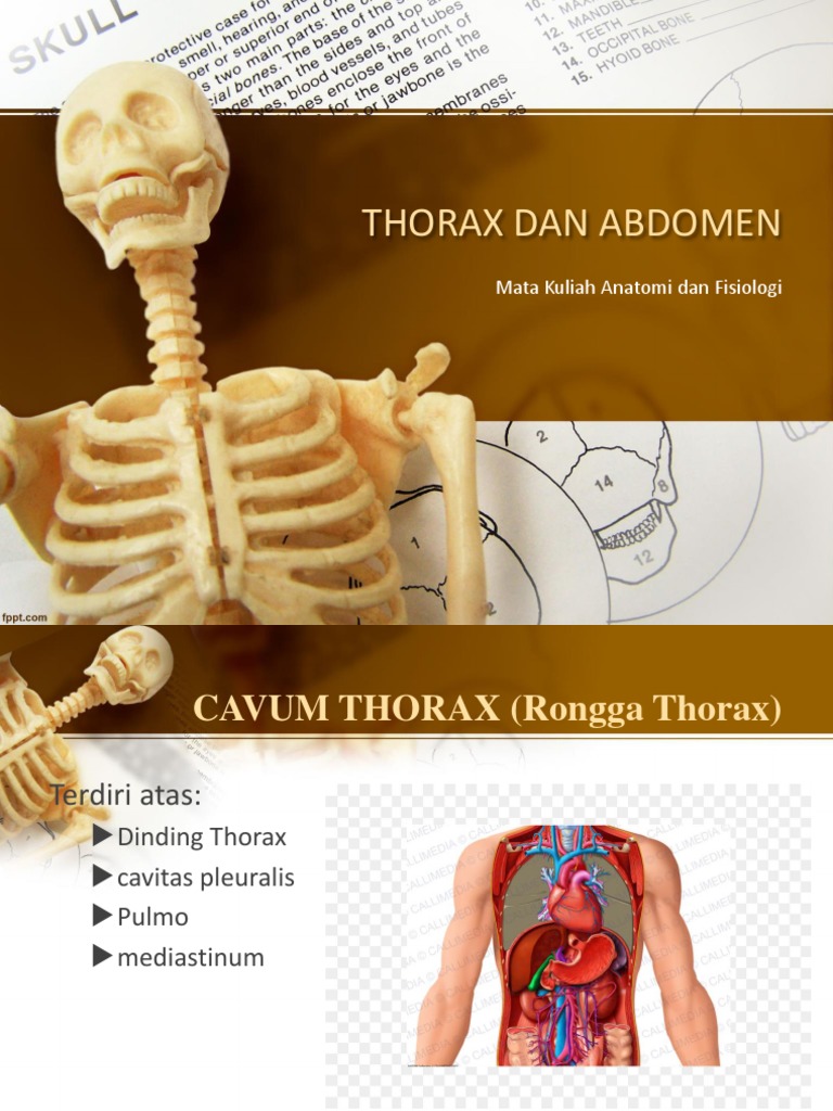 Anatomi Thorax dan Abdomen Manusia | PDF | Kesehatan Holistik | Sains ...