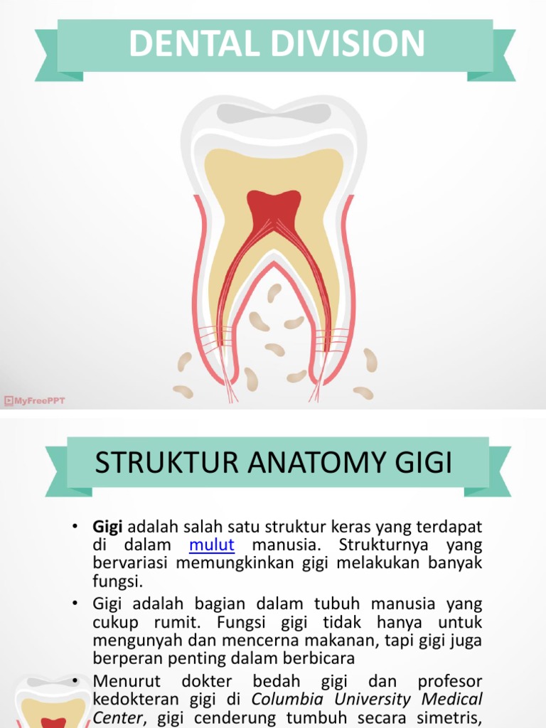 Dental Anatomy | PDF