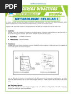Ciclosis y Procesos Celulares Esenciales | PDF | Fotosíntesis ...