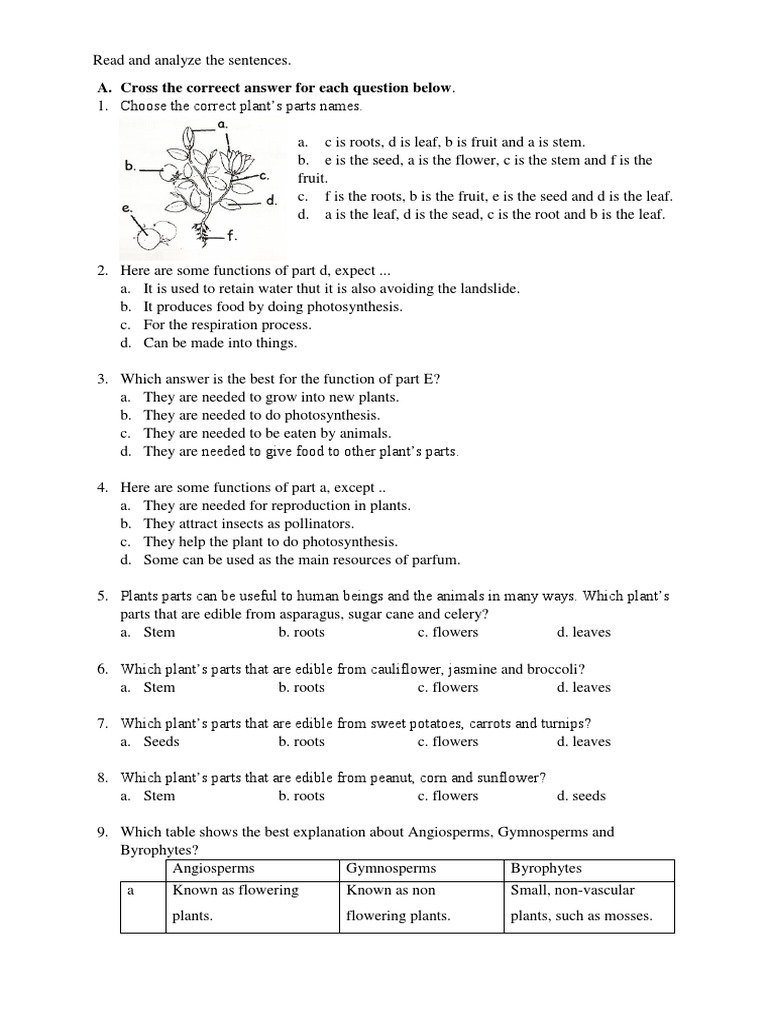 Plant Parts and Functions Quiz | PDF | Seed | Leaf