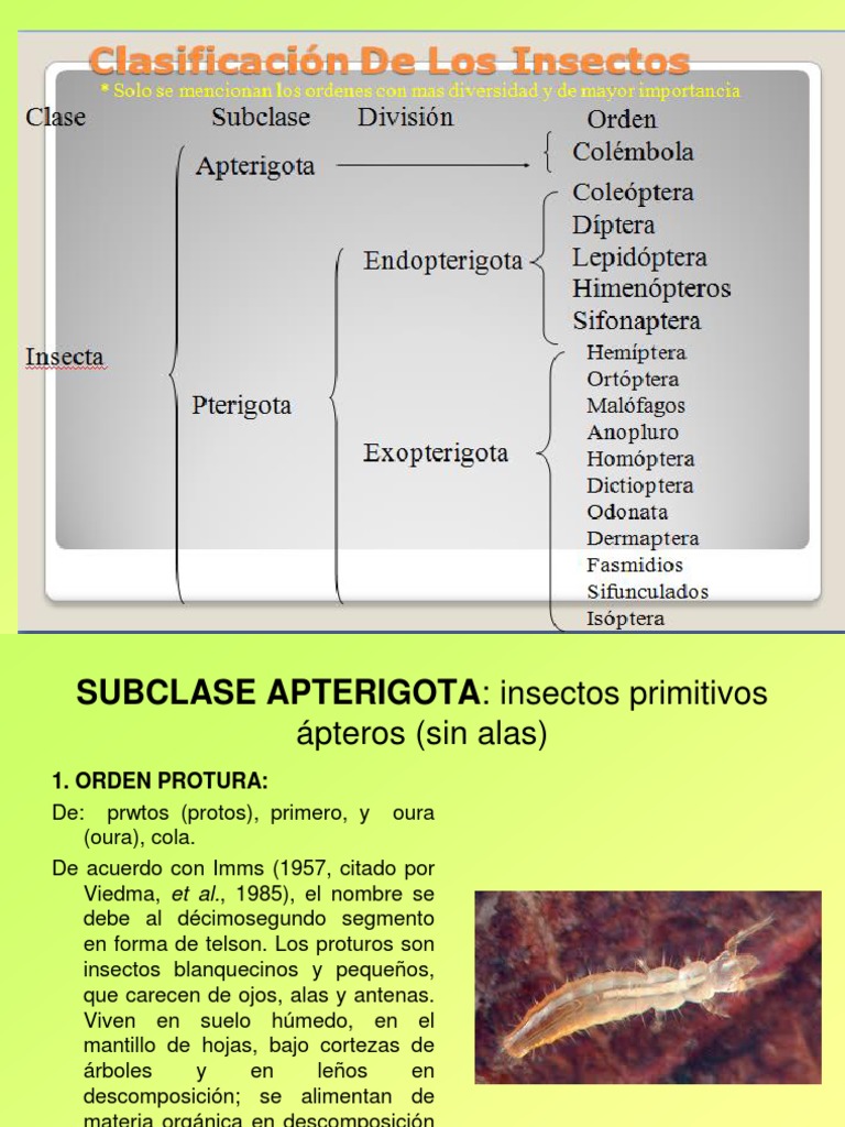Insectos Ordenes Clase 3 | PDF | Escarabajo | Mosca