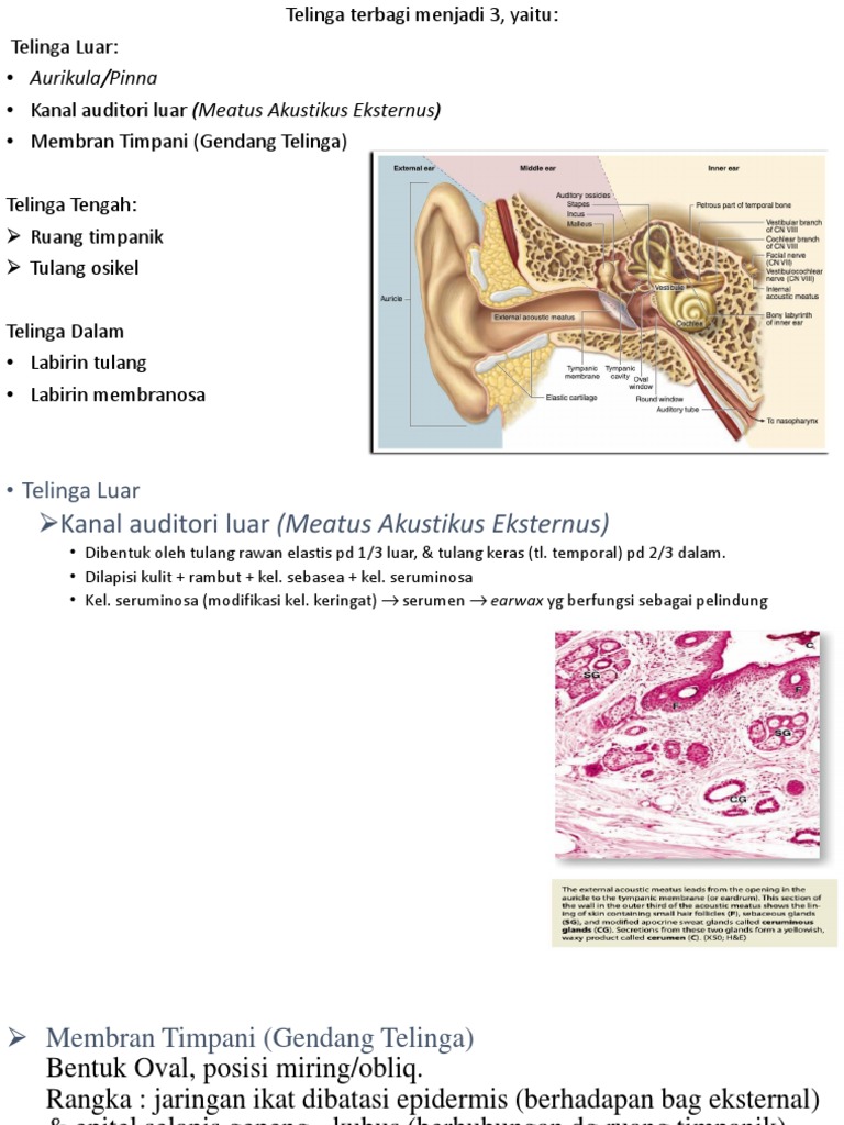 Histologi | PDF | Sains & Matematika
