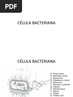 Mapa Conceptual de Bacterias | PDF | Las bacterias | Citoplasma