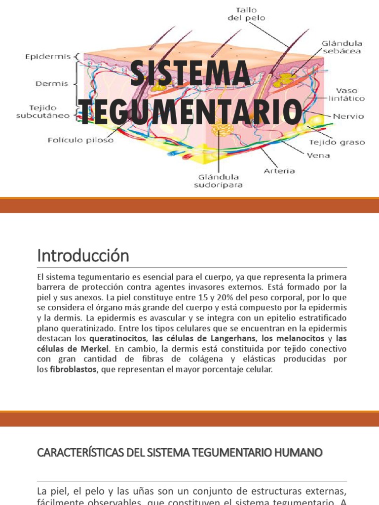 Sistema Tegumentar Humano