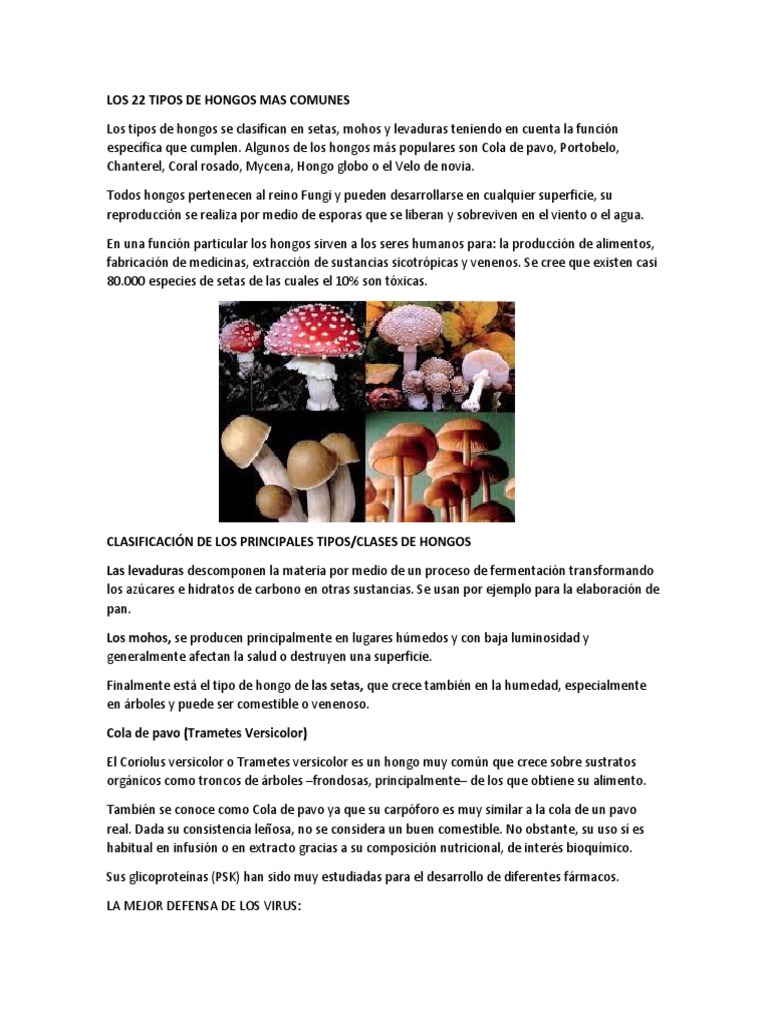 Tipos de Hongos Mas Comunes | PDF | Hongo | Plantas
