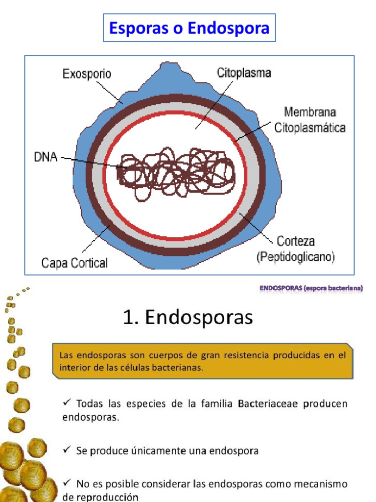 Clase 4 C. La Endospora Bacteriana | PDF