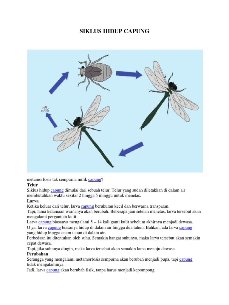 Siklus Hidup Capung | PDF
