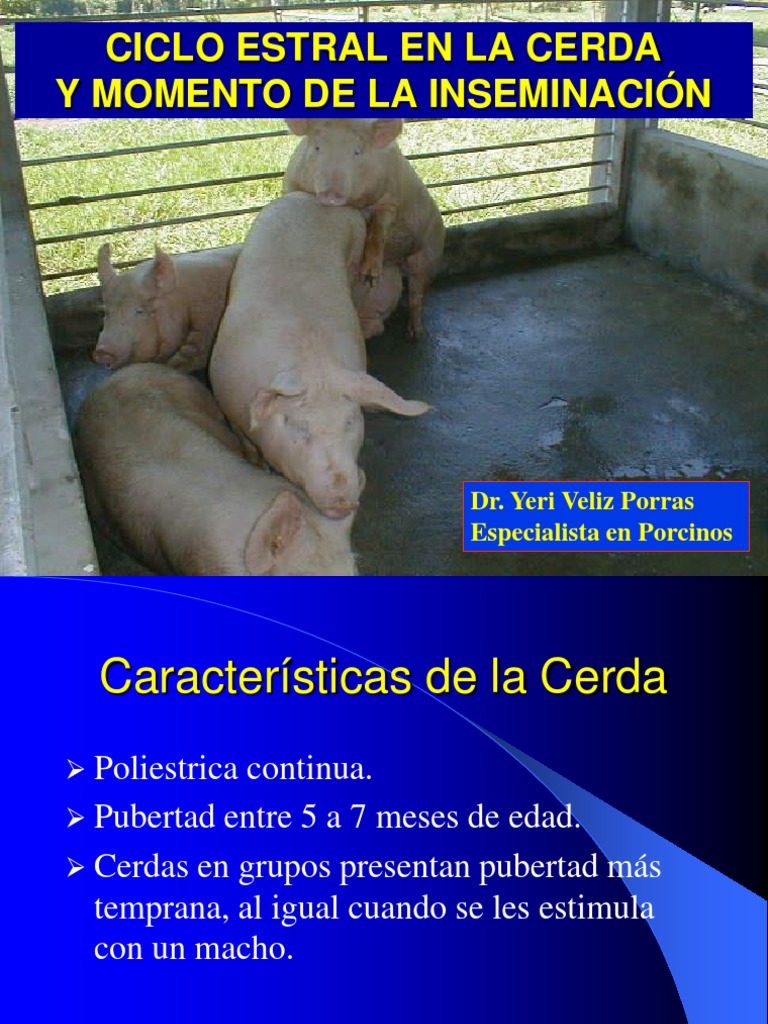 Ciclo Estral y Inseminación en Cerdas | PDF | Mamíferos Hembras | Sistema reproductivo