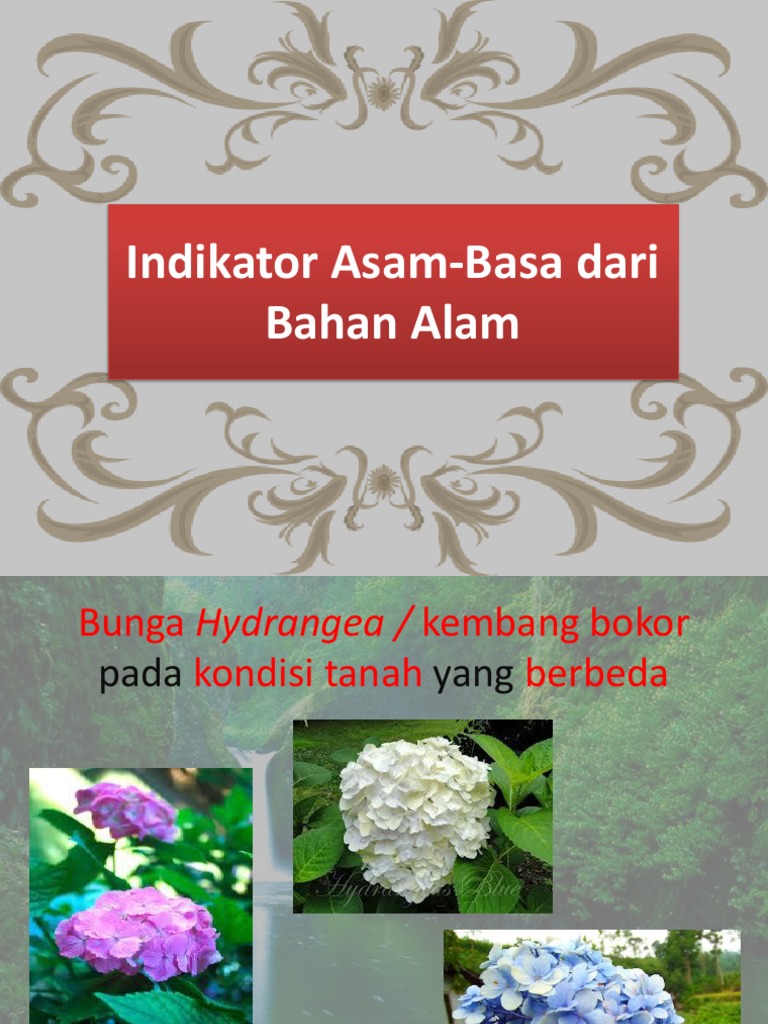 Indikator Asam-Basa dari Bunga Alam | PDF