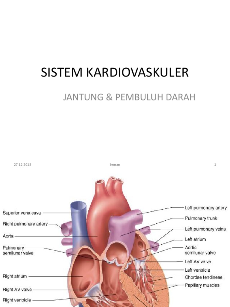 Sistem Kardiovaskuler | PDF