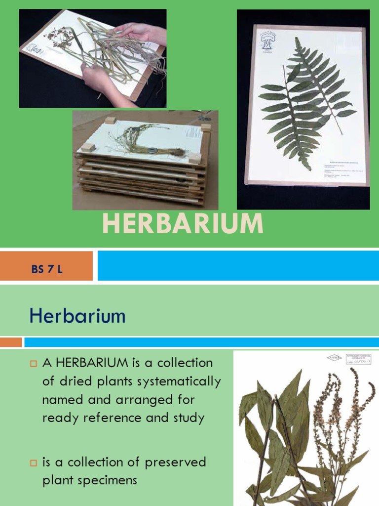 Herbarium | PDF | Plants | Organisms