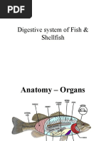 Fish Digestive System Overview | PDF | Mouth | Tooth