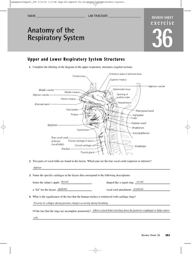 Anatomy of the Respiratory System: A Comprehensive Labeling Exercise ...