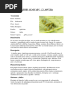 Partes y morfología de la zanahoria | PDF | Trigo | Plantas
