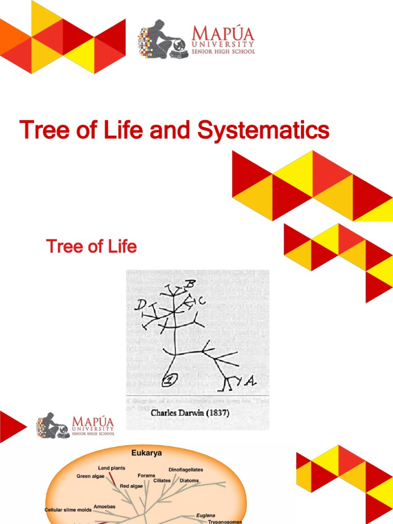 02 - Tree of Life and Systematics | PDF | Algae | Plants