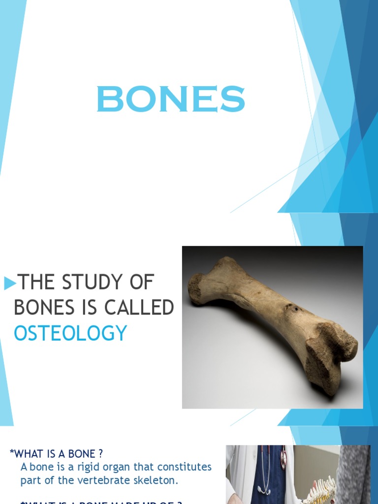 Bones PPT | PDF | Skeleton | Bone
