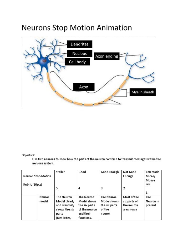 Neurons Stop Motion Animation | PDF | Neuron | Axon