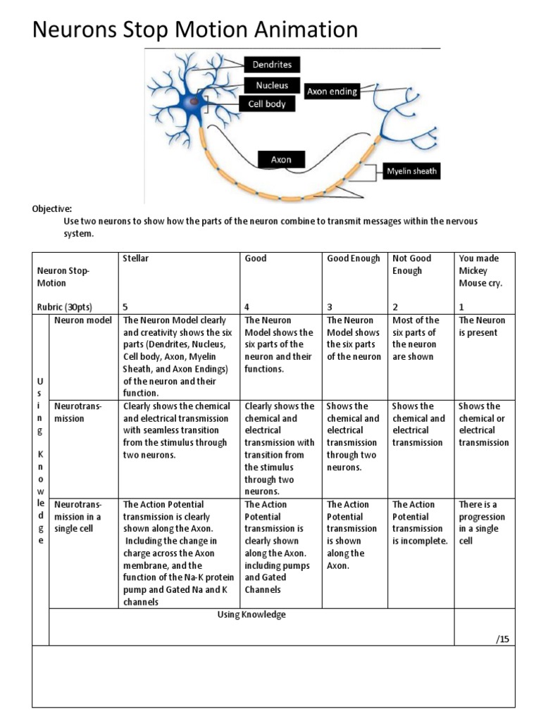 Neurons Stop Motion Animation 1 | PDF | Neuron | Axon