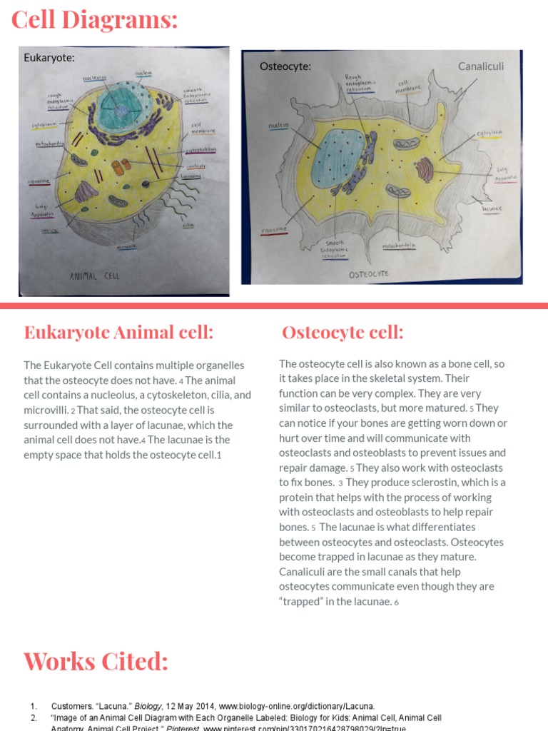 Osteocyte Cell Diagram