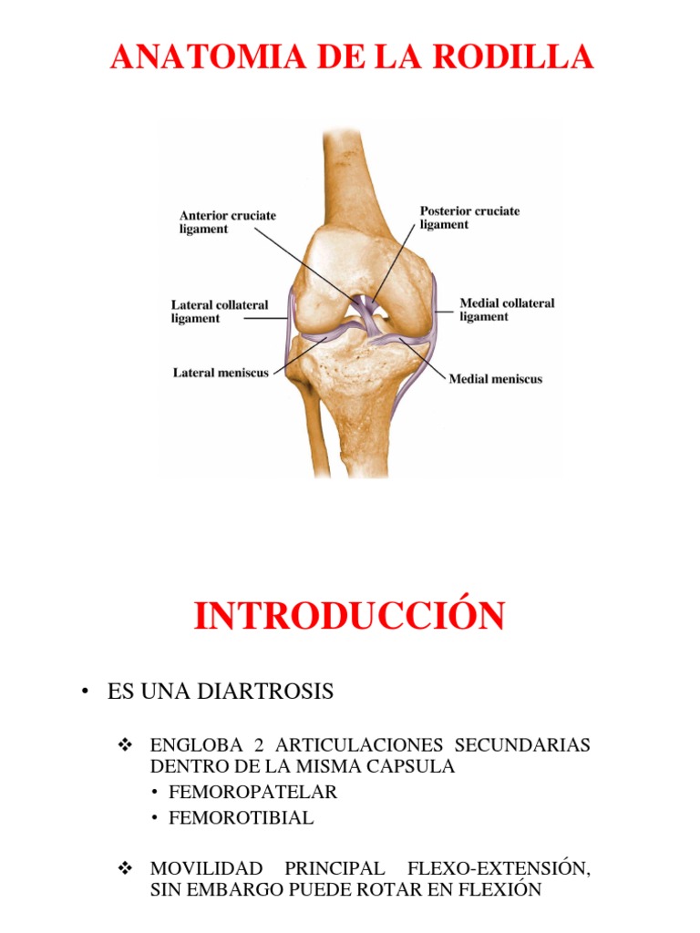 Diapositiva N°4 Anatomia y Mecanica de La Rodilla | PDF | Rodilla ...