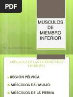 Tabla de M-Sculos Del Miembro Inferior | PDF | Sistema musculoesquelético | Anatomía humana