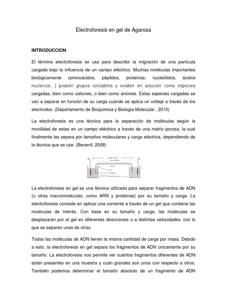 Practica Electroforesis en Gel de Agarosa | PDF | Electroforesis | Adn